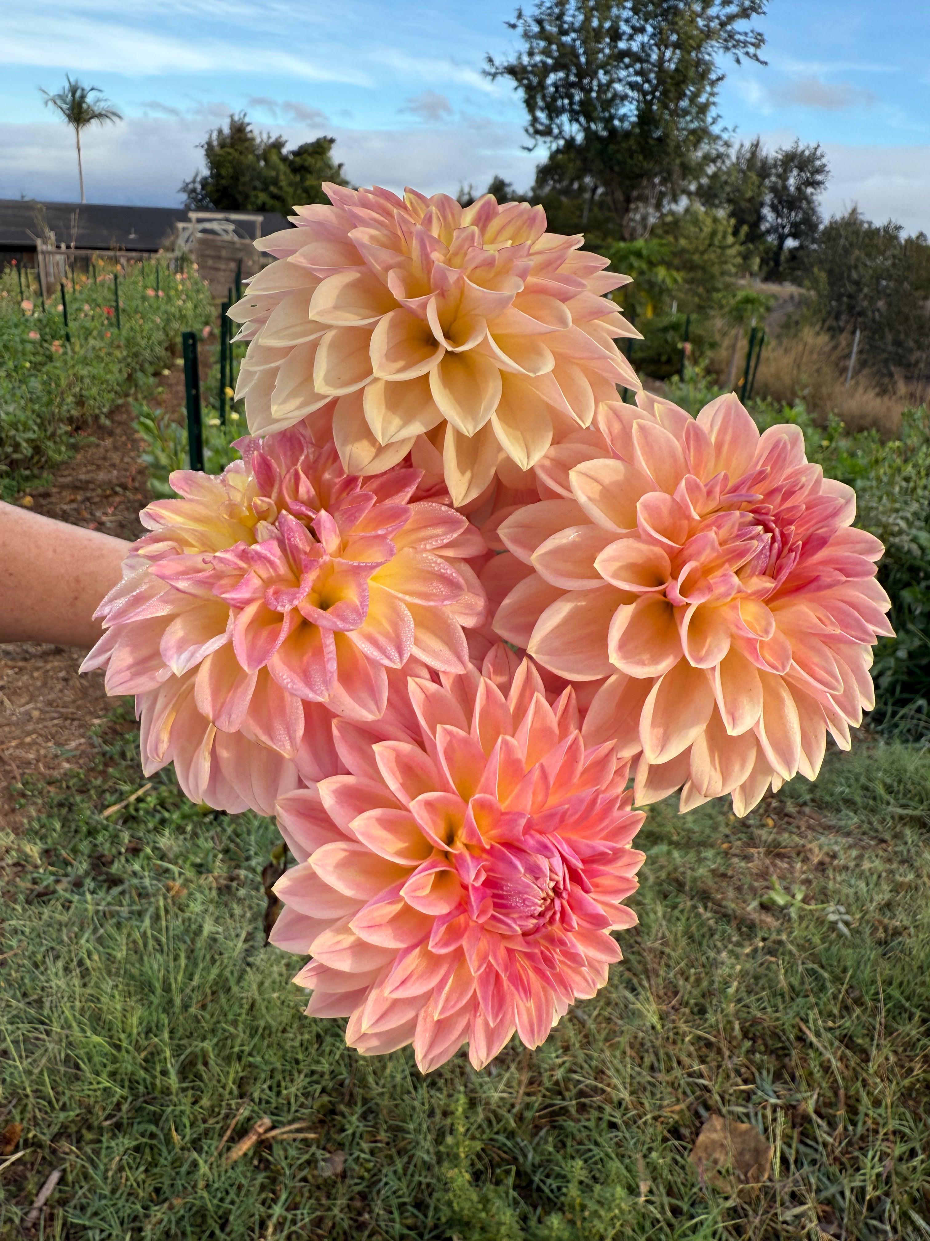 DAHLIA BLOOMQUIST ALAN – Kula Dahlia Farm