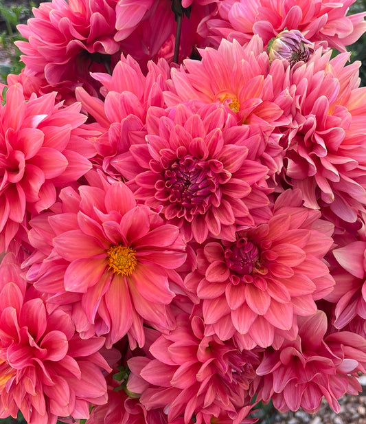 Products – Kula Dahlia Farm