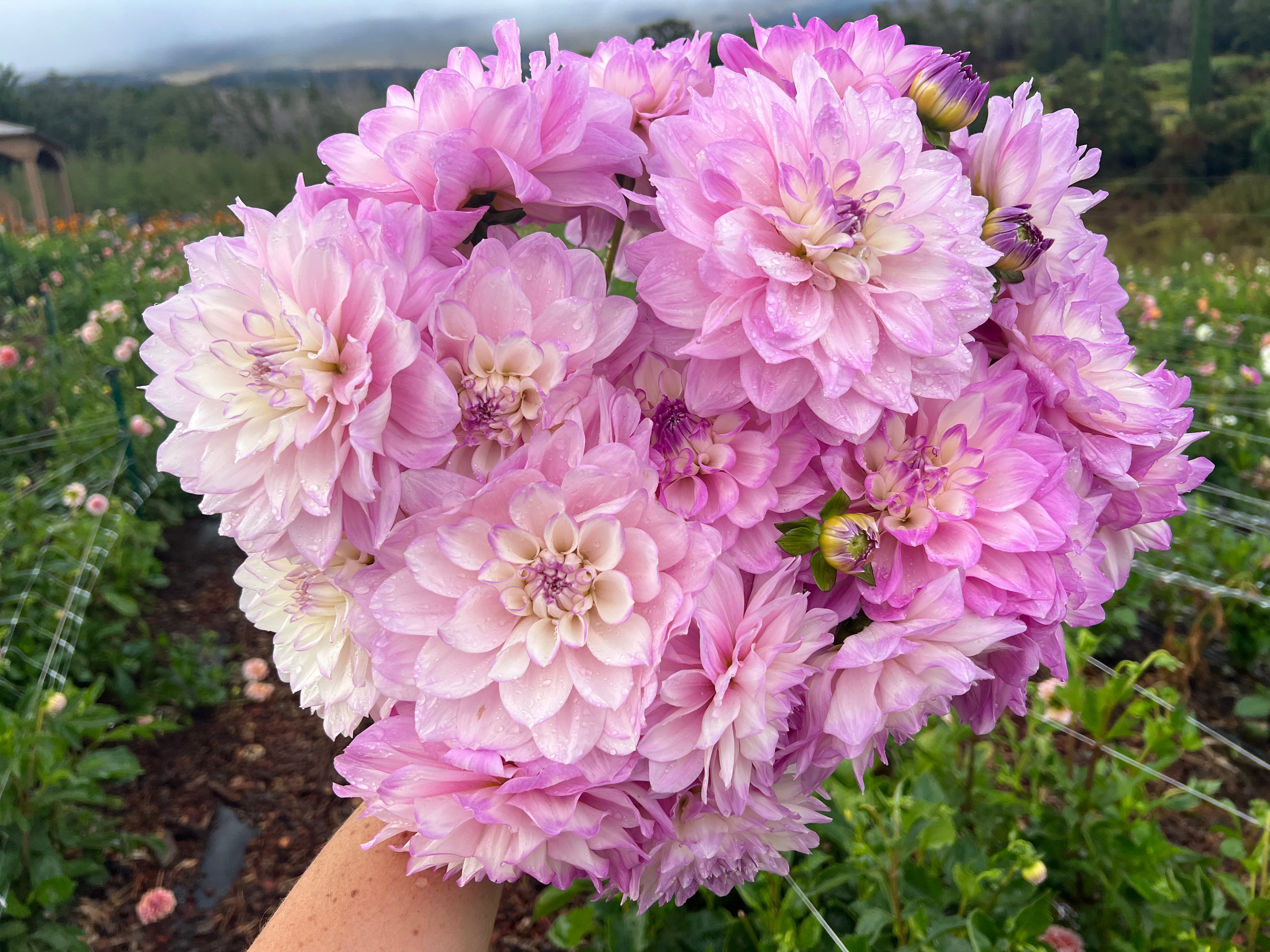 DAHLIA MIKAYLA MIRANDA – Kula Dahlia Farm