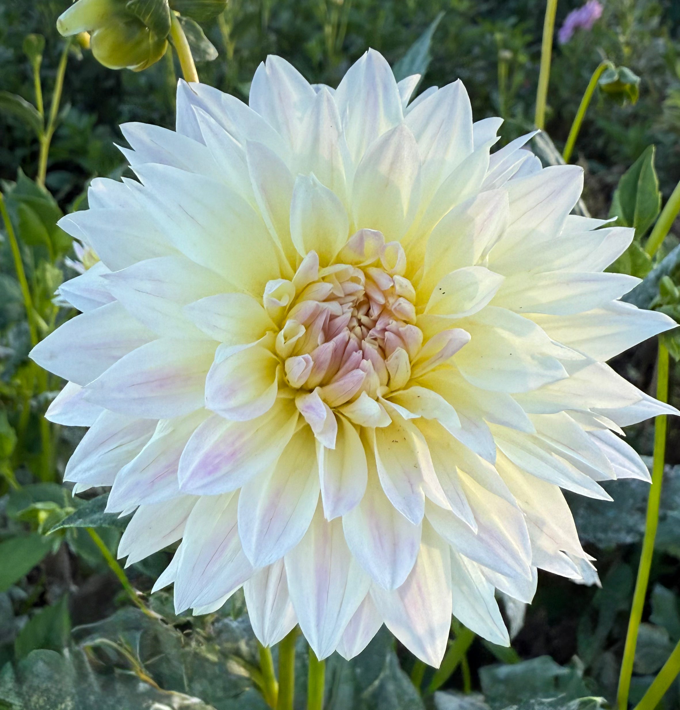 DAHLIA TAHOMA EARLY DAWN – Kula Dahlia Farm